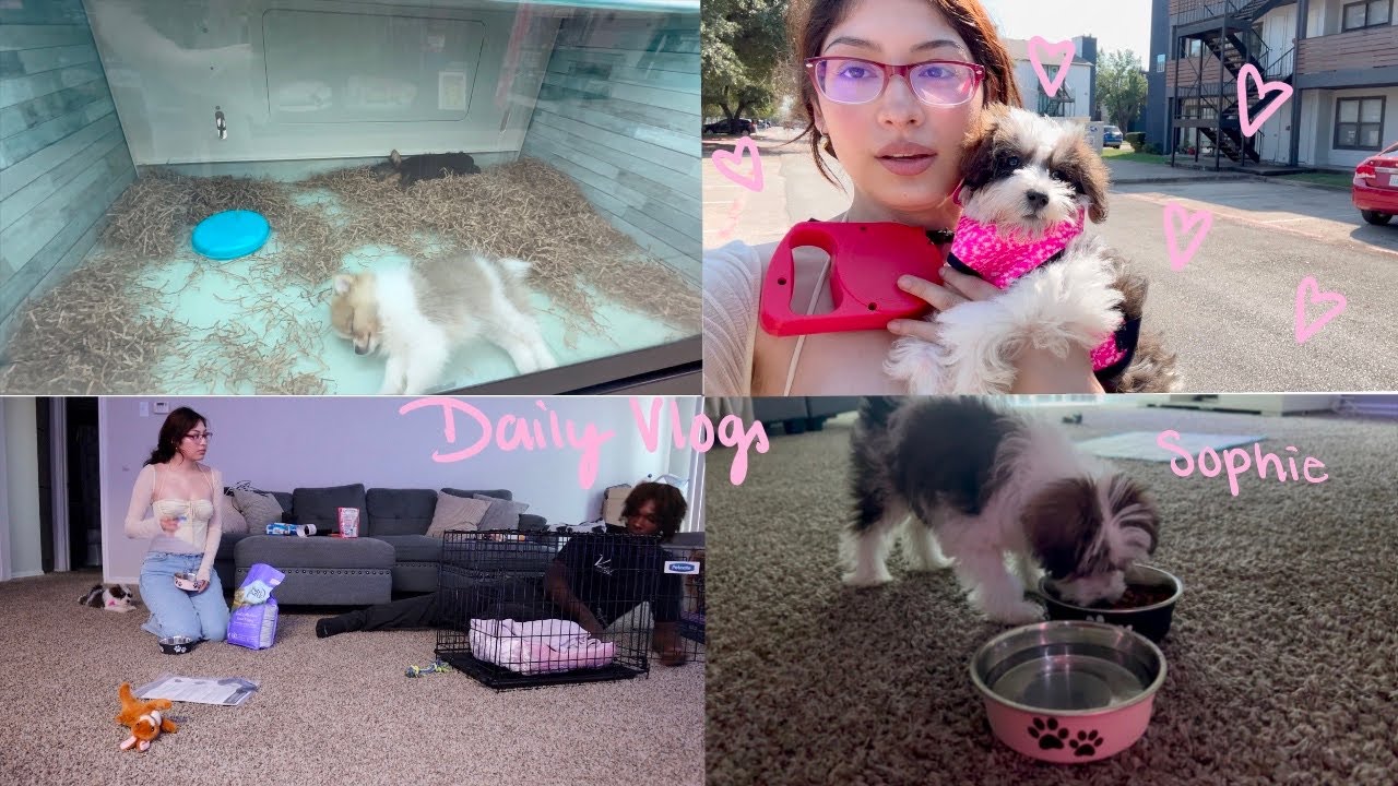les presento a sophie🐶🎀 + mirando su nuevo hogar 🏡 + todas las cosas que nos dieron! - YouTube