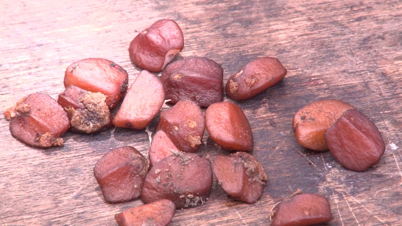 Littuko Growing for Forest Enhancement - YouTube