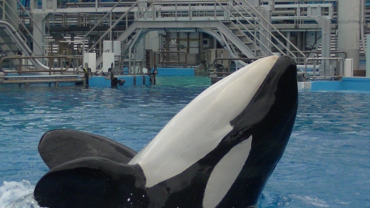 Dine with Shamu (Full HD) July 19, 2017 - SeaWorld Orlando - YouTube