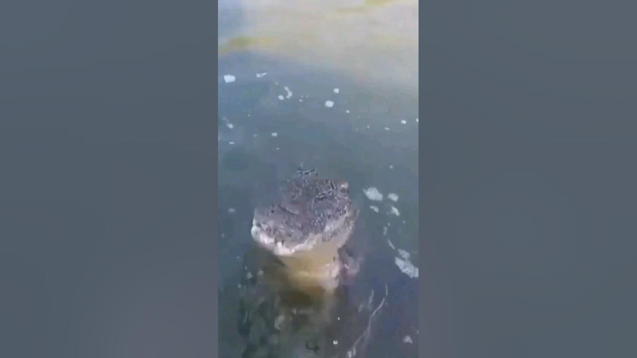 Alligator jumps into boat to say hi 🐊 - YouTube