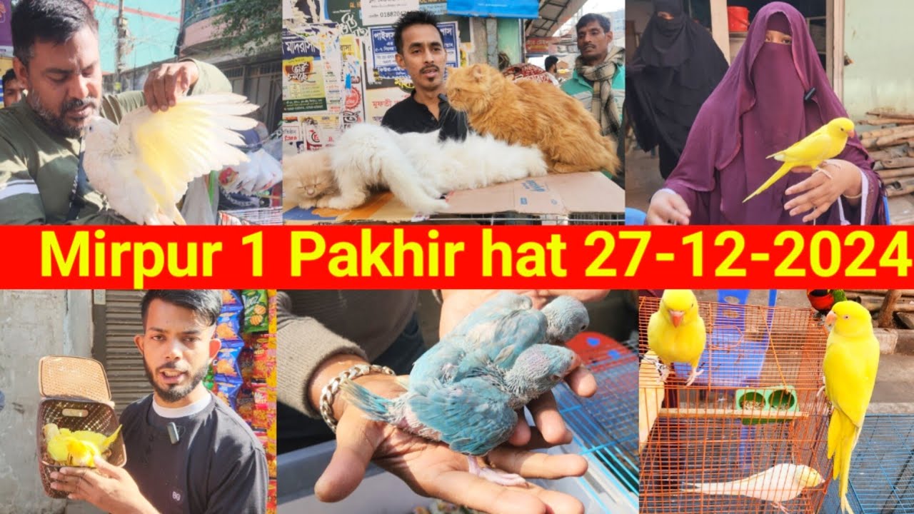 27-12-2024 Mirpur 1 Pakhir hat | Mirpur 1 bird Market | Persian Cat price in Bangladesh ...