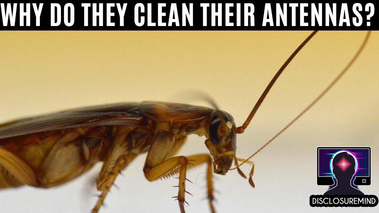 The Surprising Reason Cockroaches Are Obsessed with Cleaning Their ...