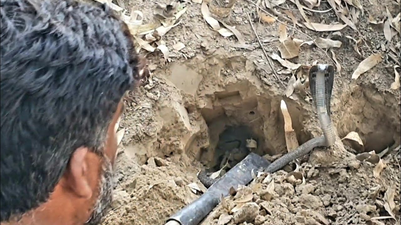 (Paddam)Small Spectacle Cobra Snake Hunting in the Forest - YouTube