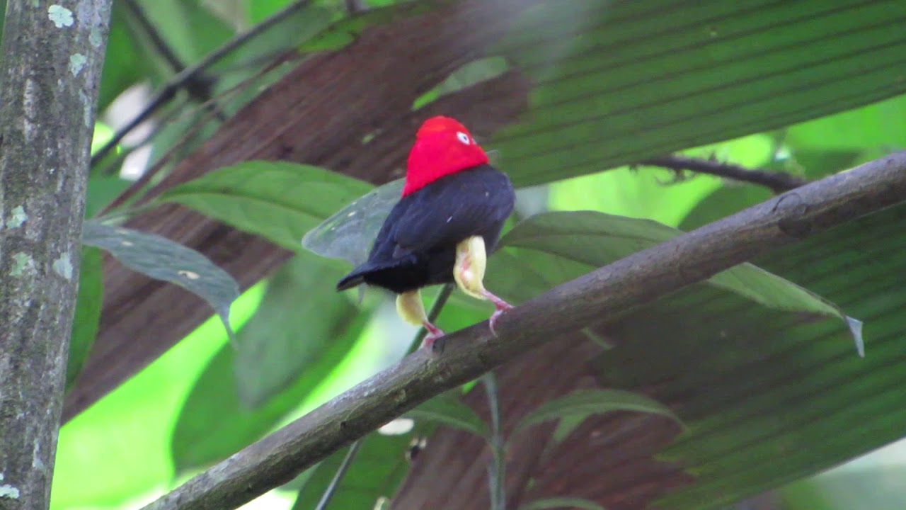 Red capped Manakin | Ceratopipra mentalis - YouTube