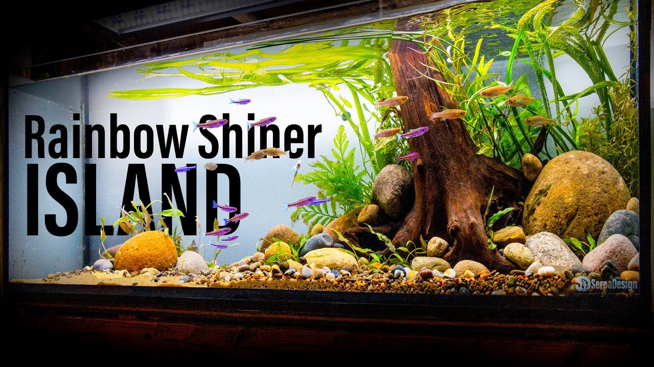 Rainbow Shiner River Island Aquascape (Low Tech) - YouTube