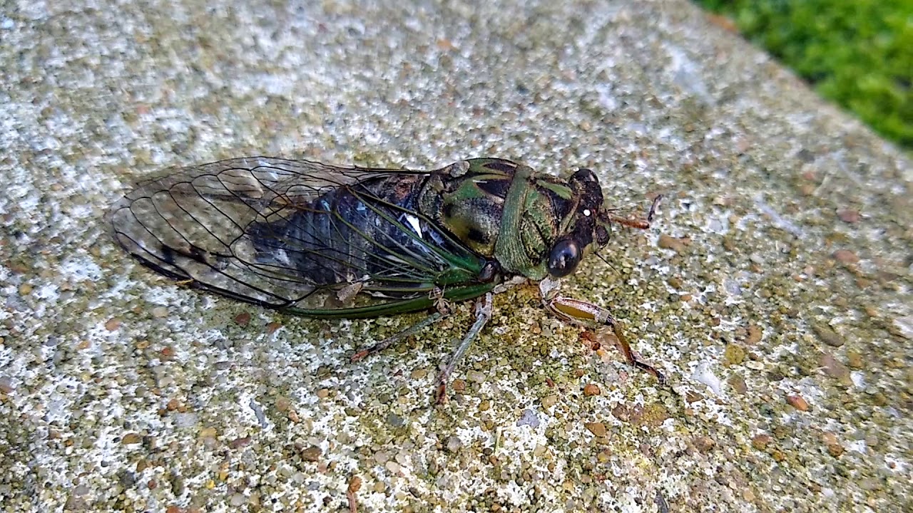 Demo Reel - Cicada crawling and in hand V25093 - YouTube