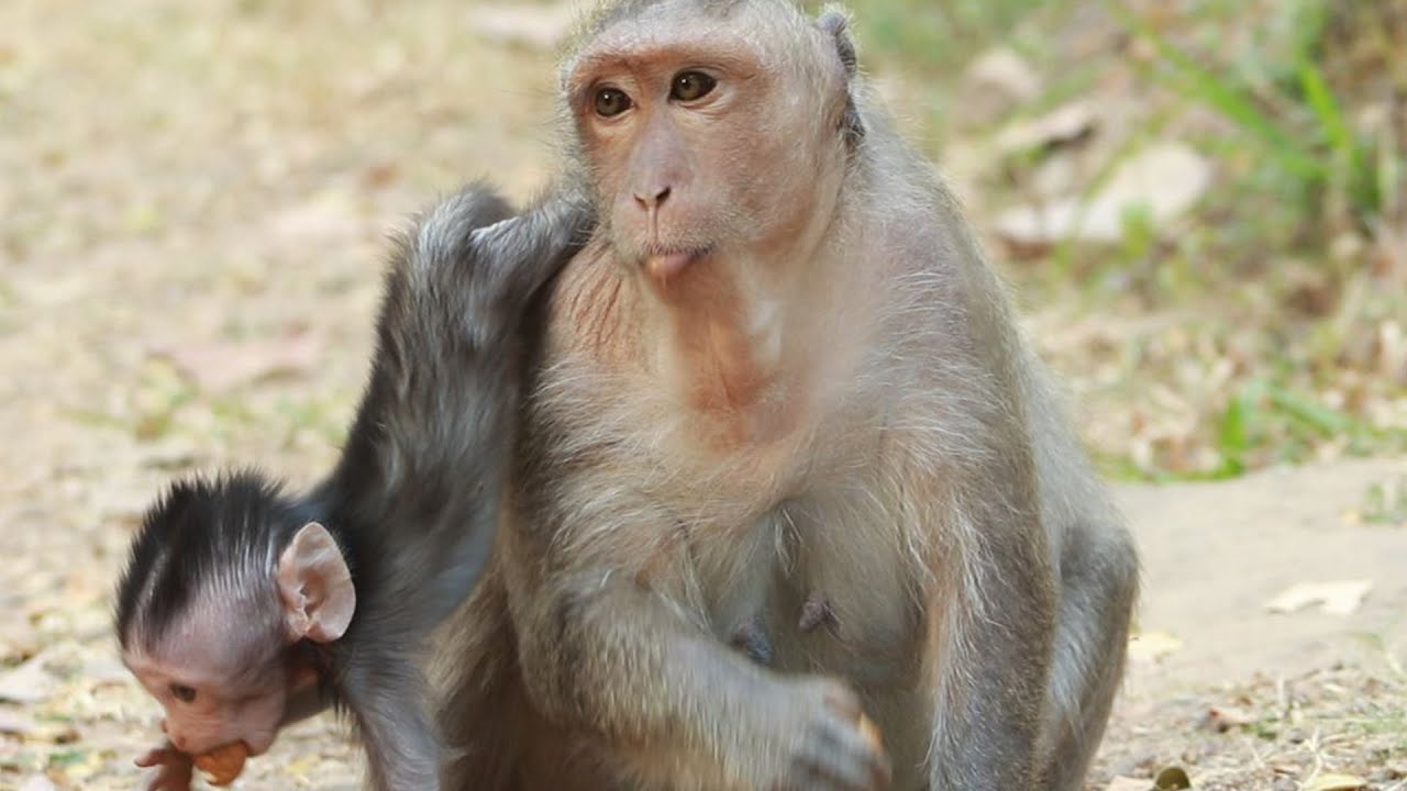 Both Mum Jade and Her Daughter Jinx Carry Her Bb New Born Each -on ...