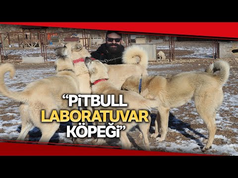 Laboratuvar Köpeği Olan Pitbulllar İnsan Elinde Katilleşiyor