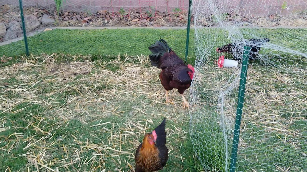 How to stop rooster attacking you - YouTube