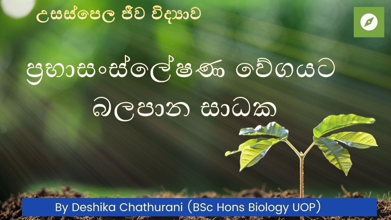 ප්‍රභාසංස්ලේෂණ වේගයට බලපාන සාධක | Photosynthesis 02 | AL biology ...