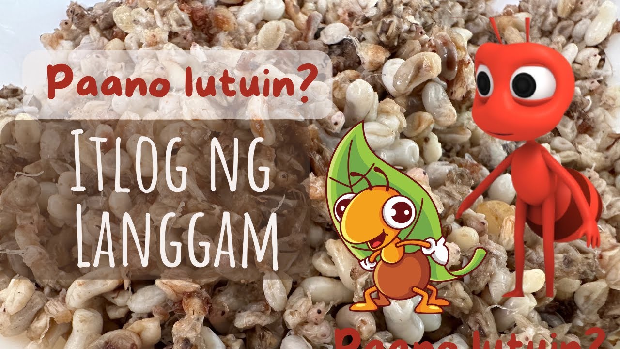 Itlog ng Langgam , Paano lutuin? - YouTube