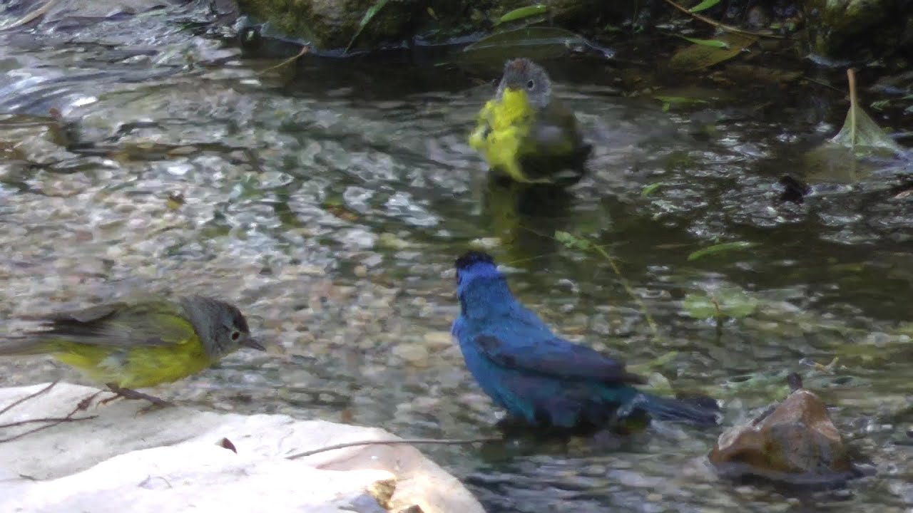 Nashville warblers South Texas April 2013 song bird fallout - YouTube
