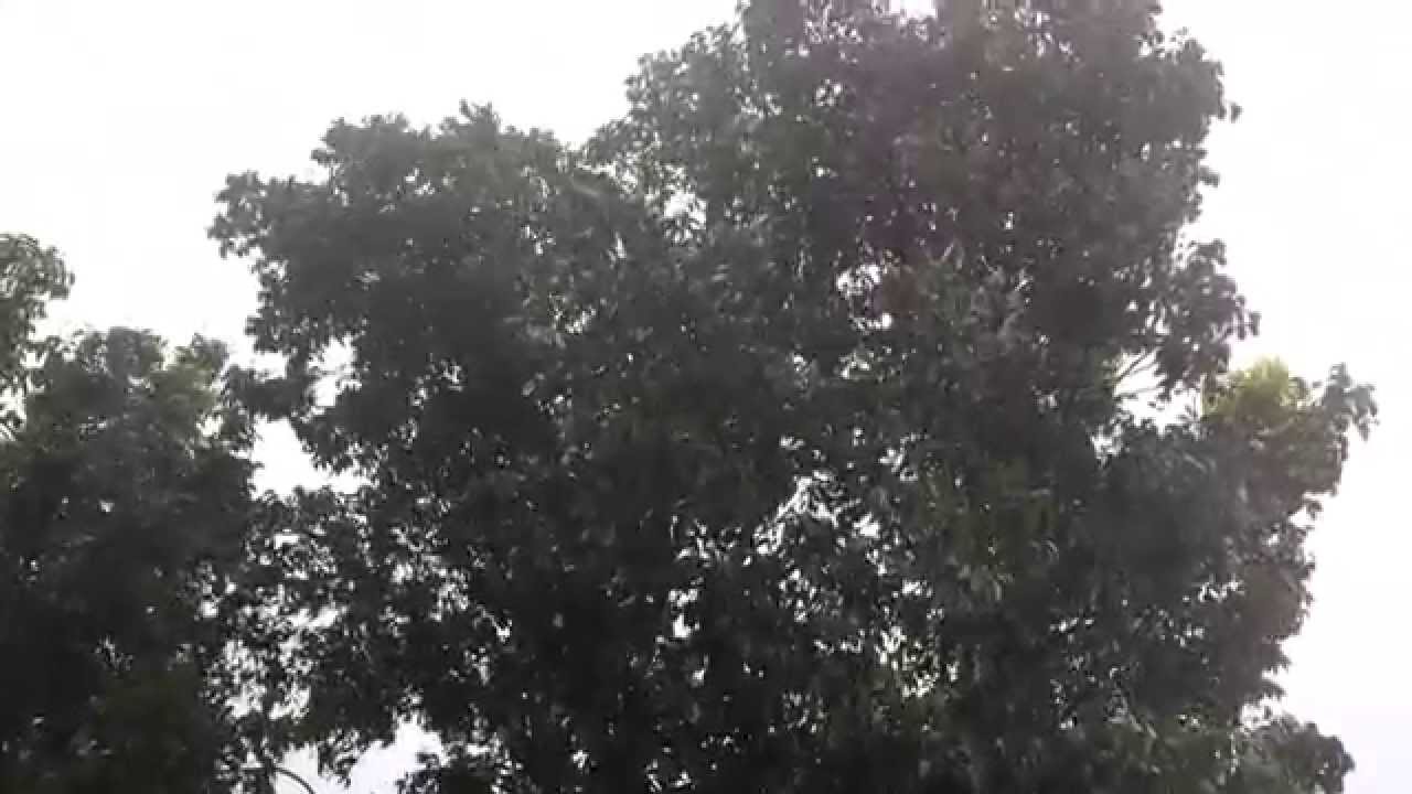 Shadow DEMON Tree People Sightings Caught on Tape! - YouTube