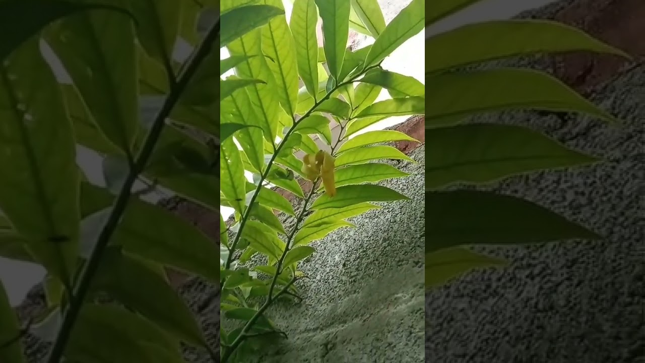 Vijayadashami special Manoranjitham flower bloomed today - YouTube