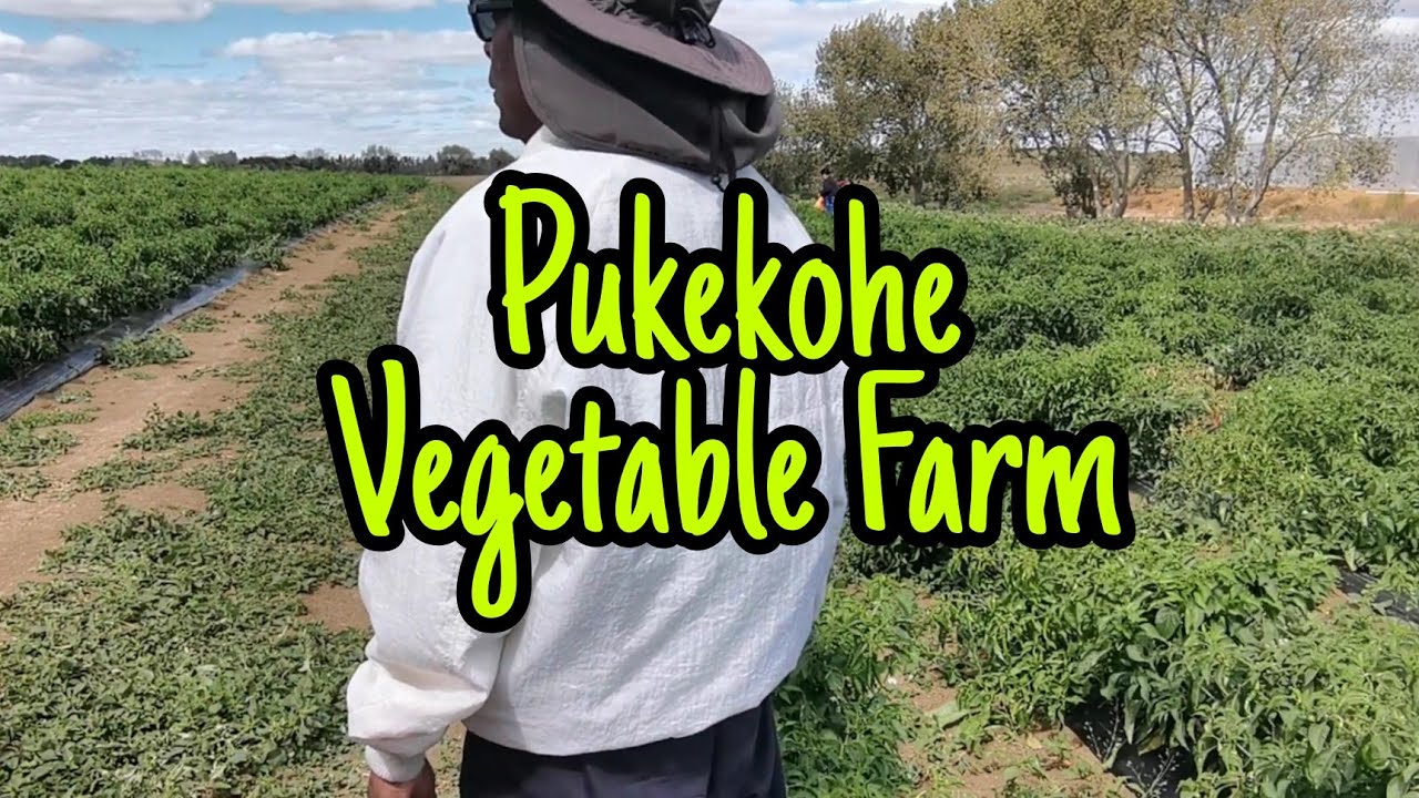 Pukekohe Vegetable Farm 🥕🍅 - YouTube