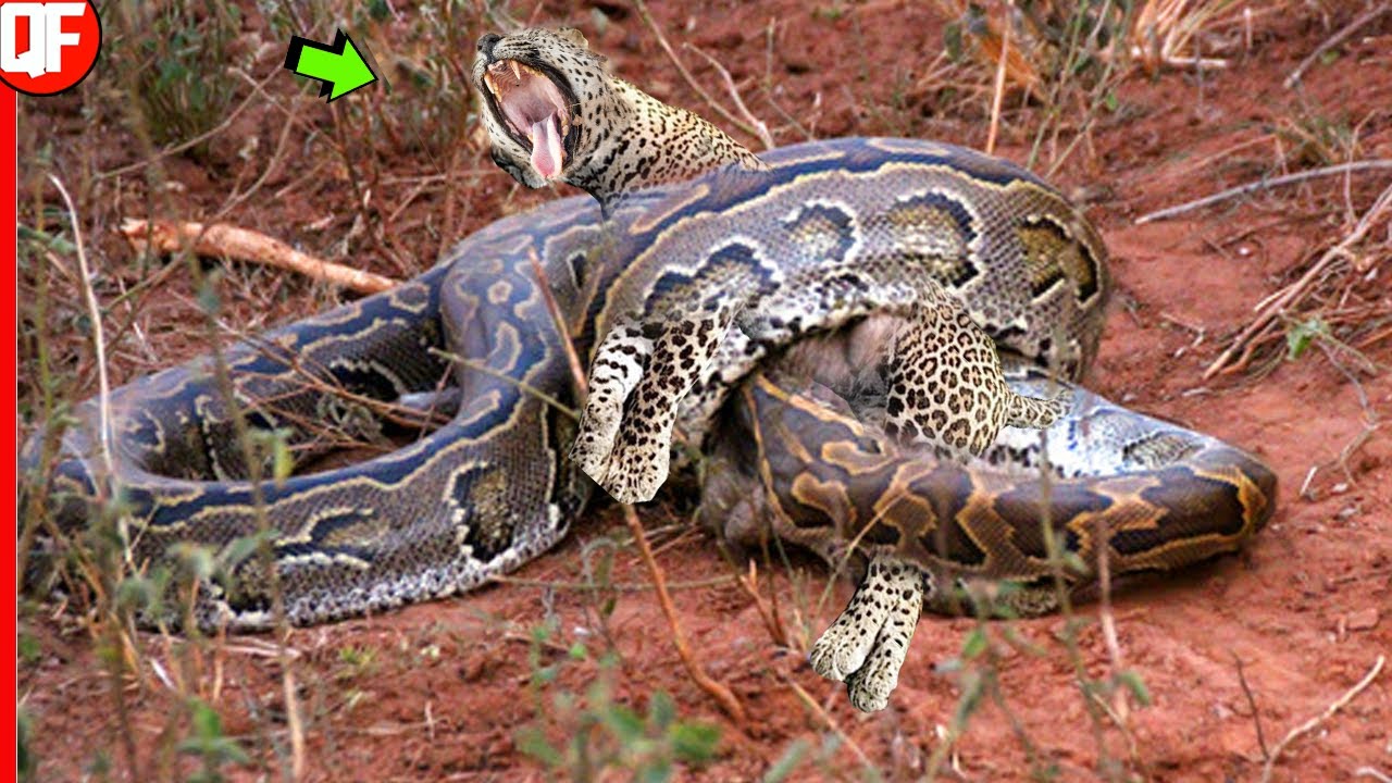 INCRÍVEL COBRA ATACA LEOPARDO VEJA - YouTube
