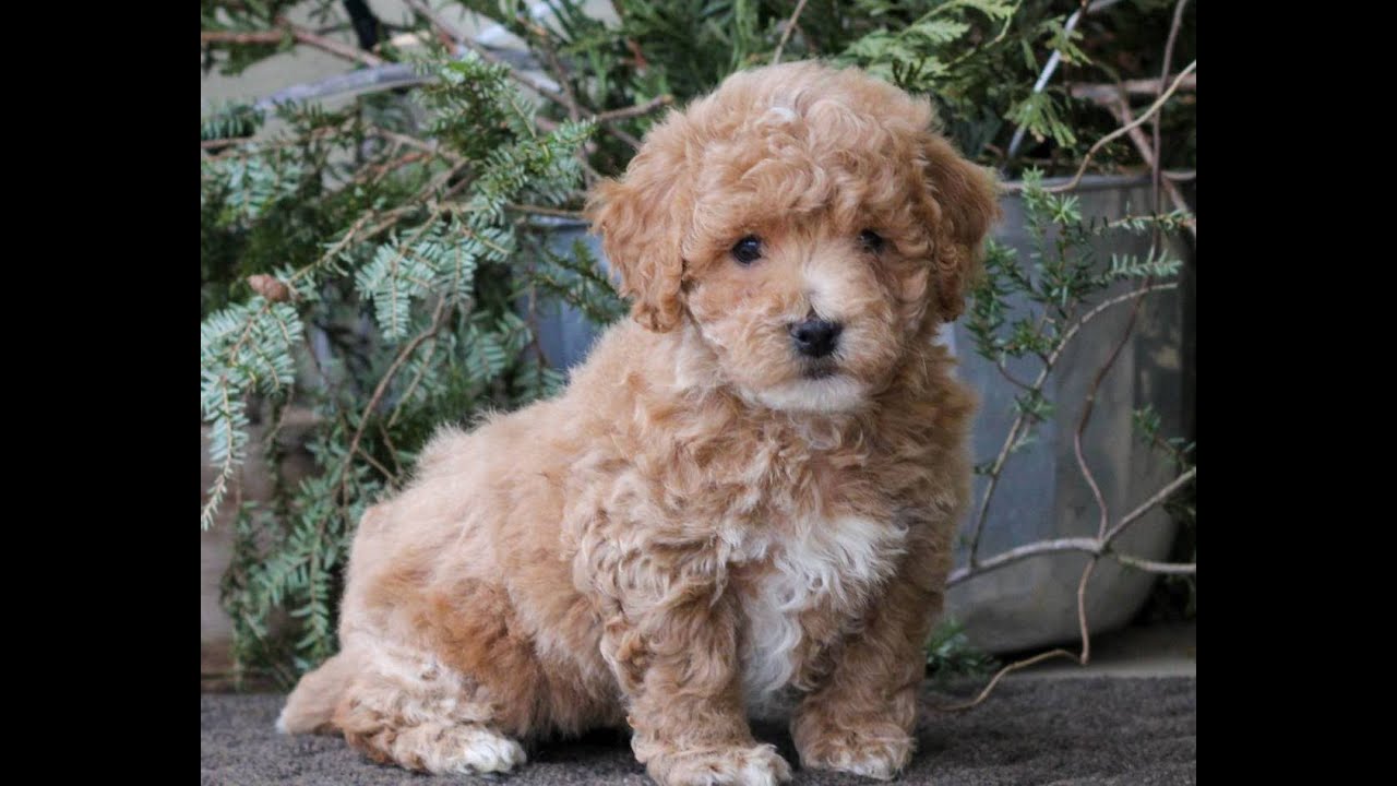 Bichpoo Puppies for Sale - YouTube