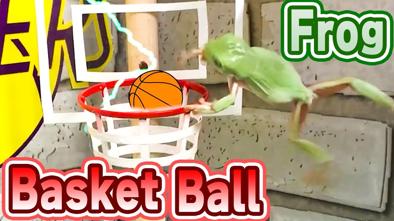 Frog playing basketball. - YouTube