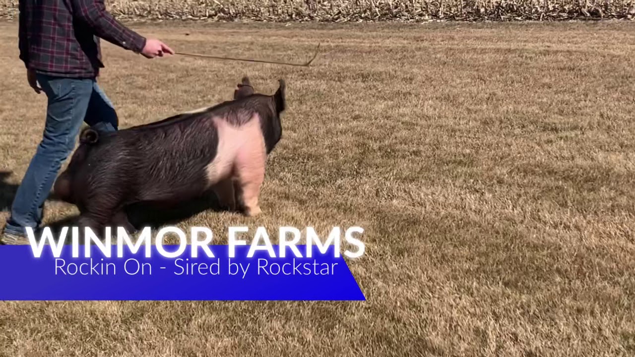 WinMor Farms - New Sire - Rockin’ On - YouTube
