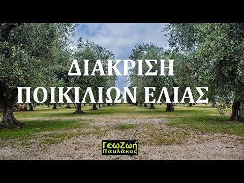 ΓΕΩΖΩΗ - ΔΙΑΚΡΙΣΗ ΠΟΙΚΙΛΙΩΝ ΕΛΙΑΣ - YouTube