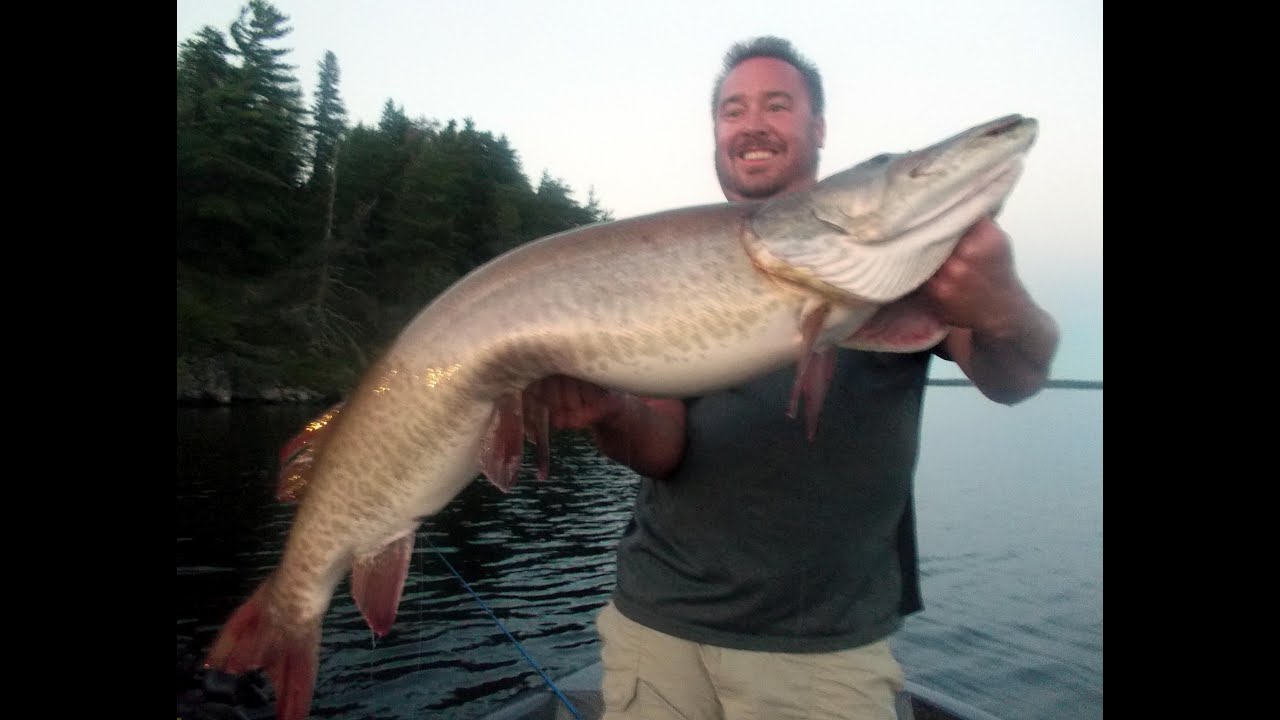 50" Musky Release - 24" Girth - 36 lbs - Eagle Lake Ontario - YouTube