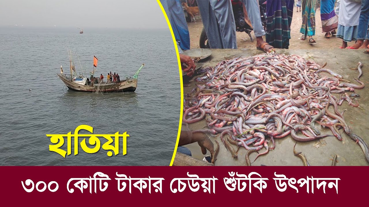 হাতিয়ায় ৩০০ কোটি টাকার চেউয়া শুঁটকি উৎপাদন !! Hatia Island || dried ...