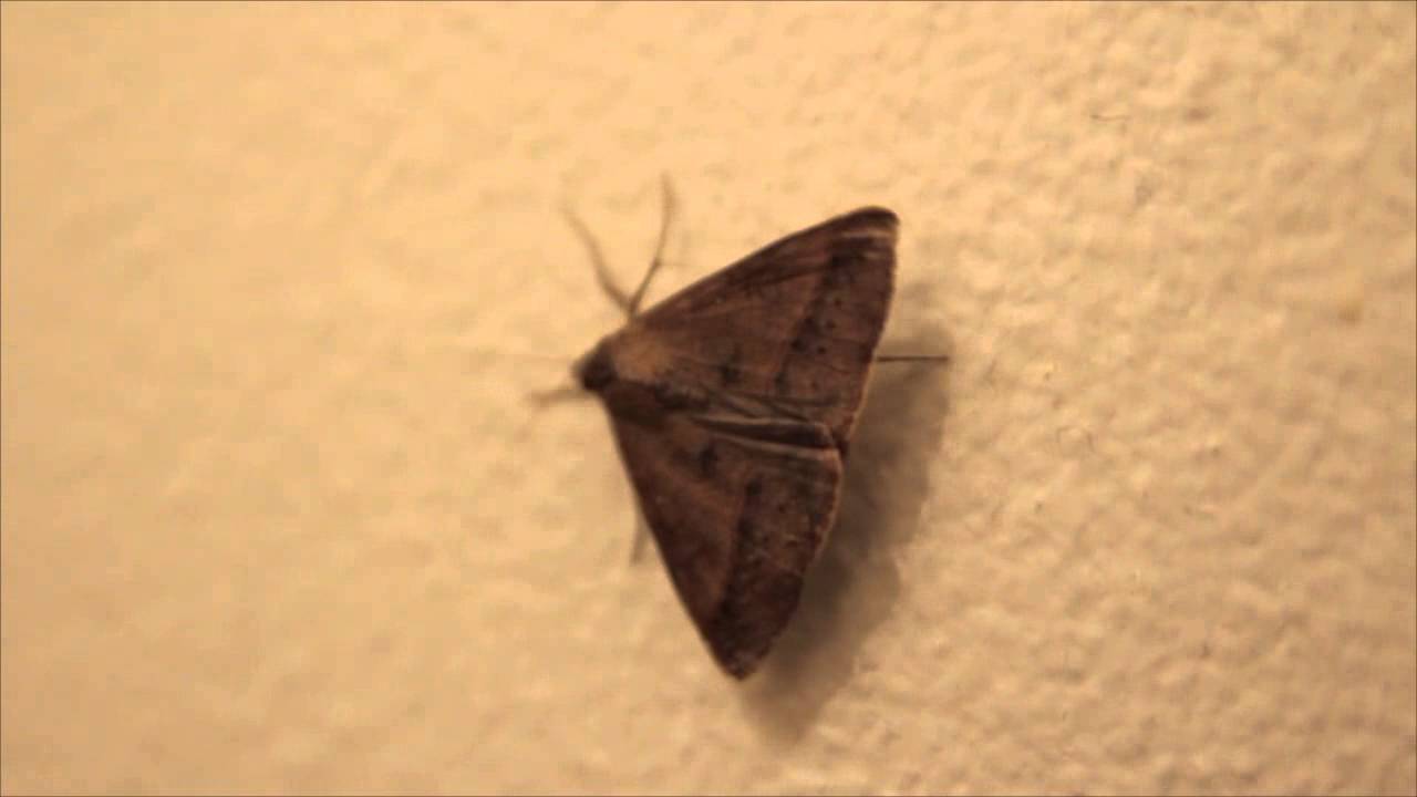 Moth Attack - YouTube