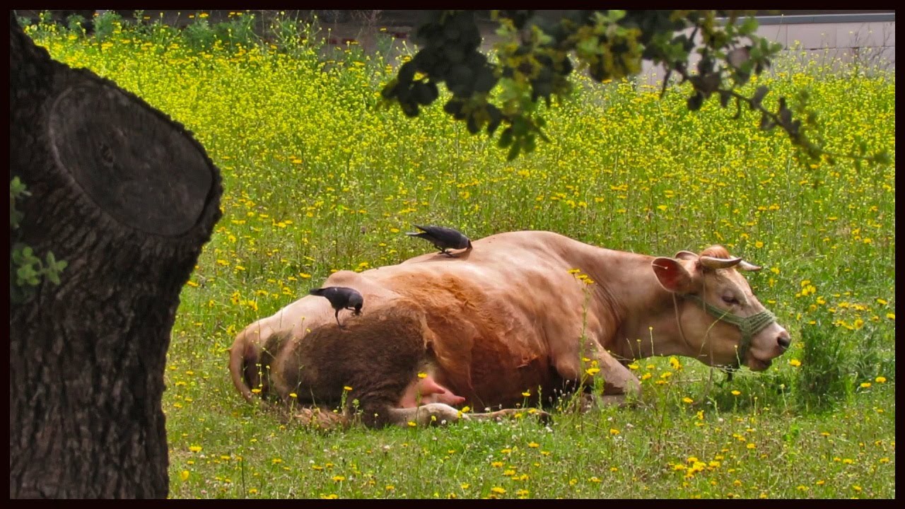 Jackdaw's grooming a Cow's back ? - YouTube