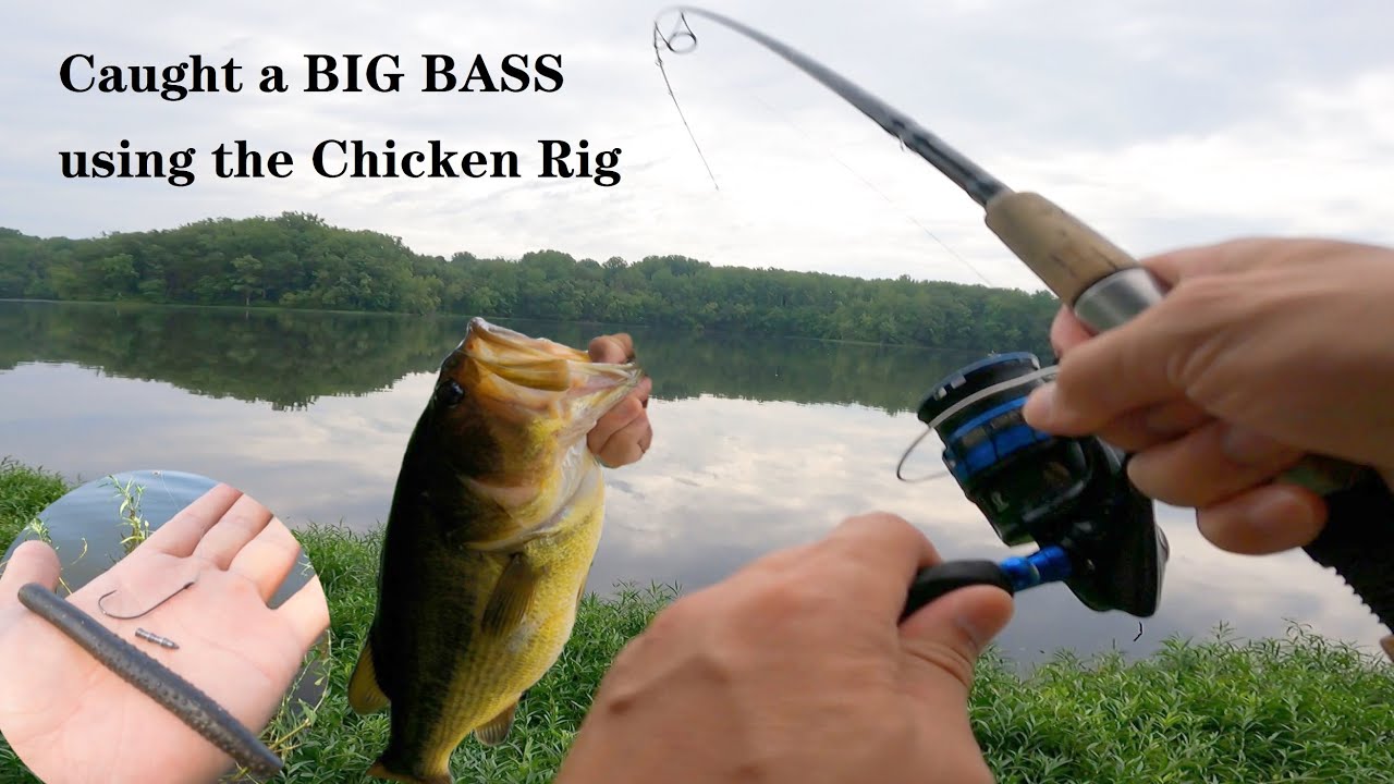 Caught a BIG BASS using the Chicken Rig - YouTube