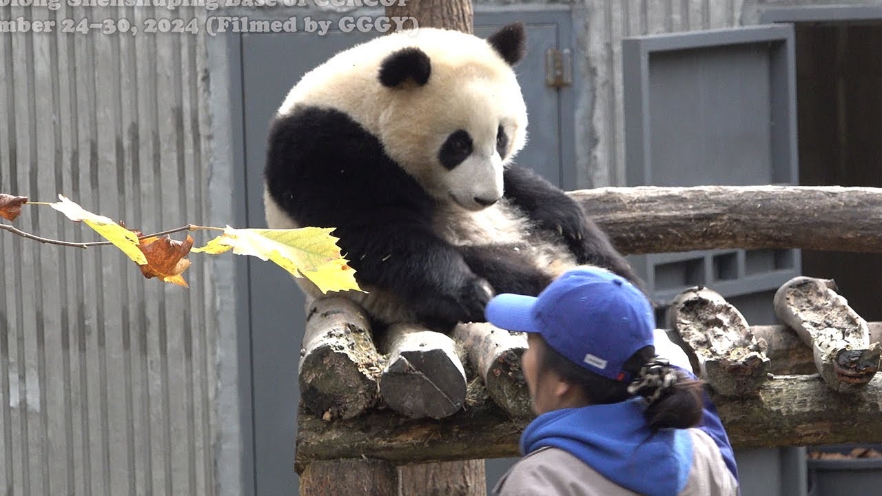Giant Panda Da Bai Tu(大白兔) + 大白兔仔 + 田田仔 - YouTube