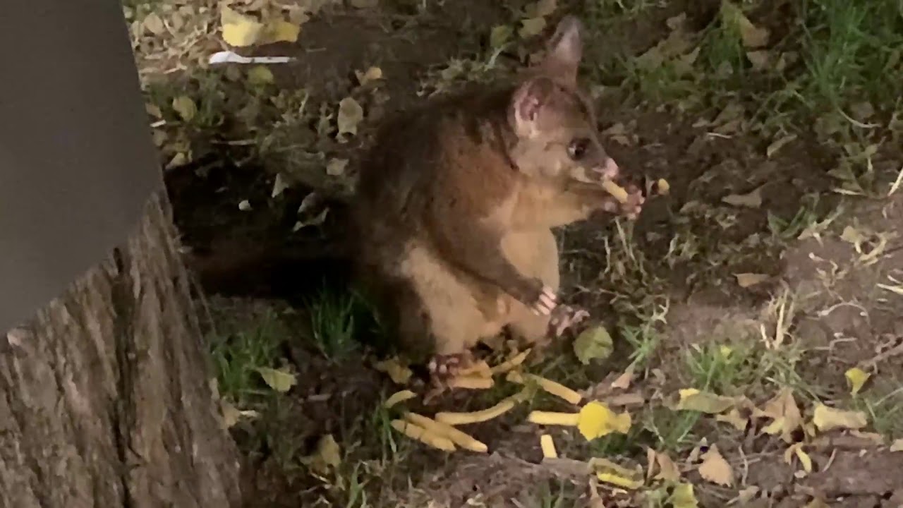 Do Possum Like French Price - YouTube