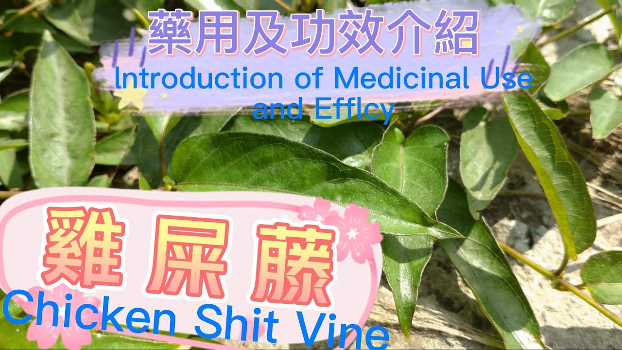 雞屎藤草藥介紹Chicken Shit Vine #草藥#青草#野草 - YouTube
