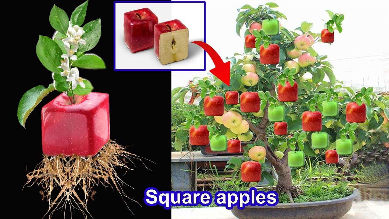How To Grow Square Fruit