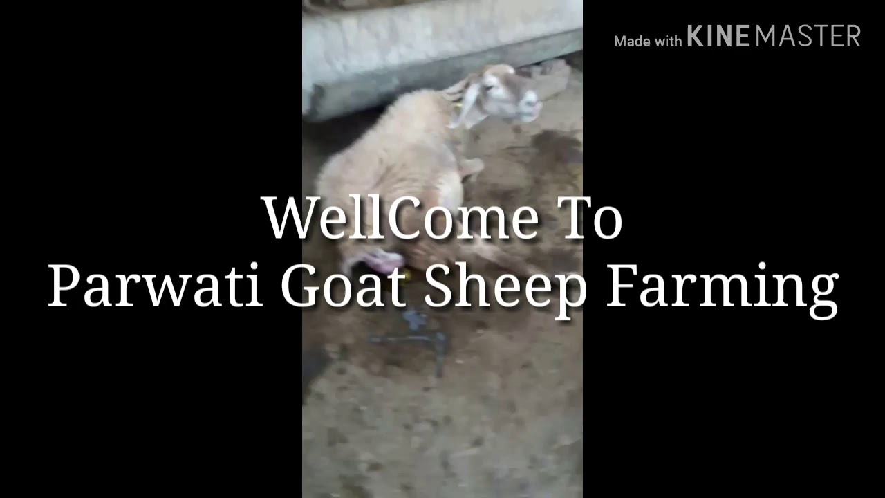 Nari Suwarna breed sheep has given birth two babys - YouTube