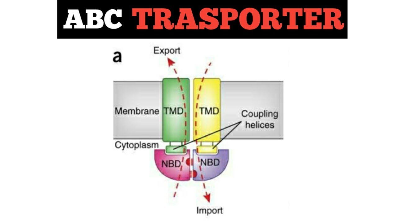 ABC TRANSPORTER || Primary Active Transport ||(PART-6)||CELL BIOLOGY ...