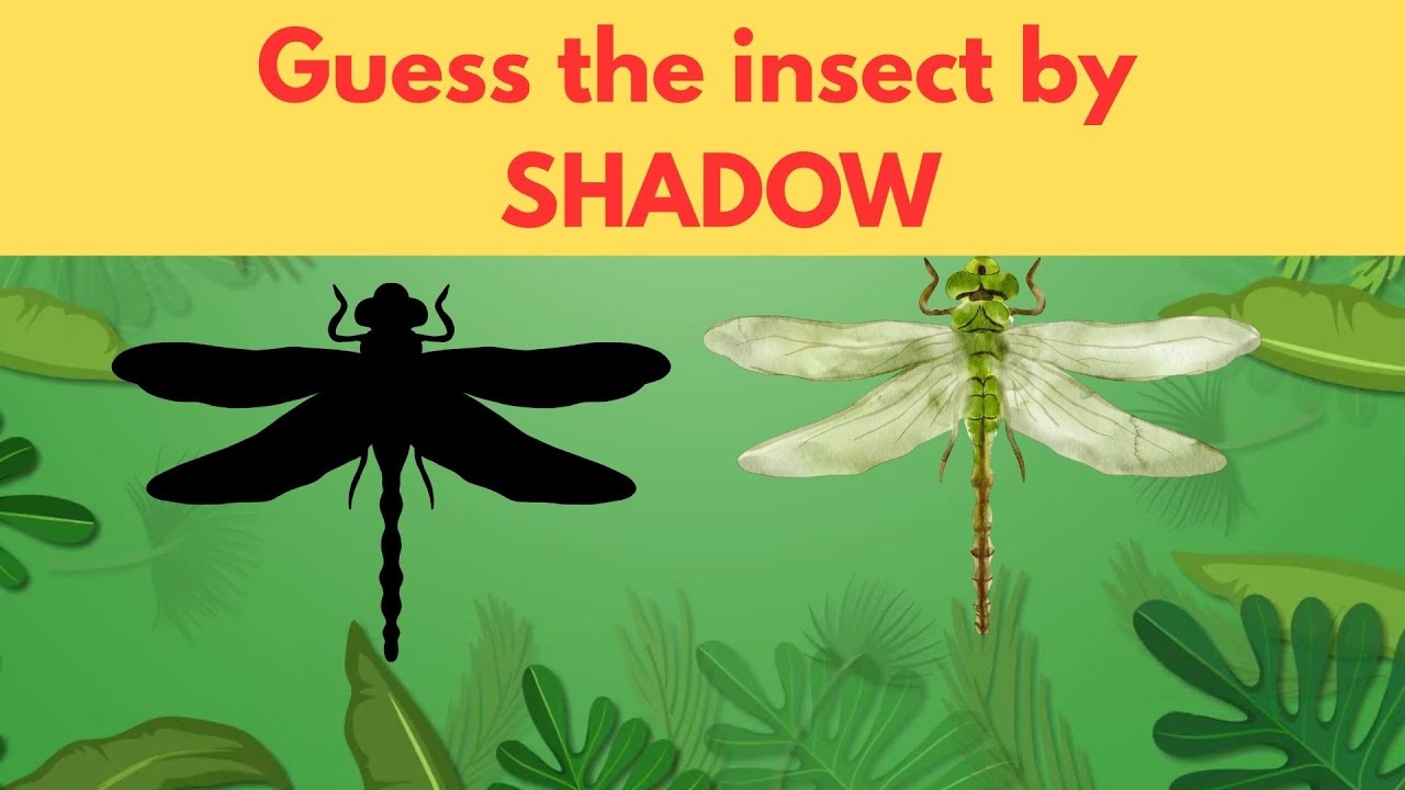 Guess the Insect by Shadow | Fun Insect Quiz for Kids | Educational ...