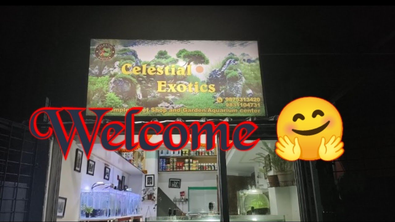 ||Our physical store ♥️||Celestial Exotics shop tour|| - YouTube