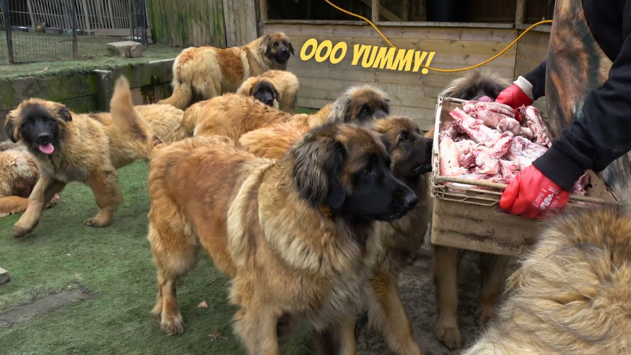 Feeding 17 Lion Dogs! - YouTube