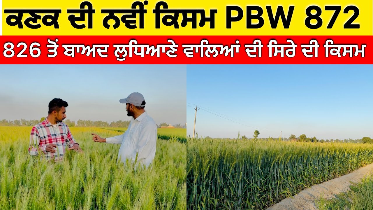 PBW 826 ਤੋਂ ਬਾਅਦ ਲੁਧਿਆਣਾ ਯੂਨੀਵਰਸਿਟੀ ਦੀ ਕਣਕ ਦੀ ਨਵੀਂ ਕਿਸਮ PBW 872 Wheat ...