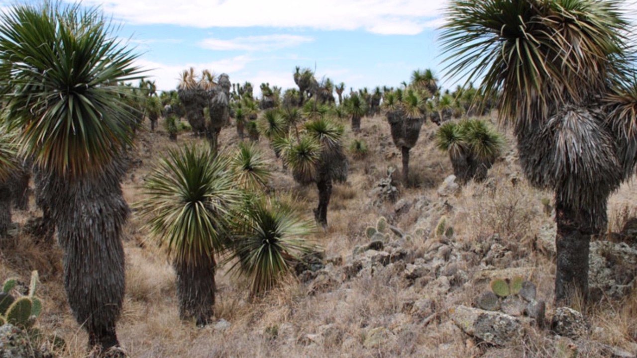 ECOSISTEMAS EN MEXICO - YouTube