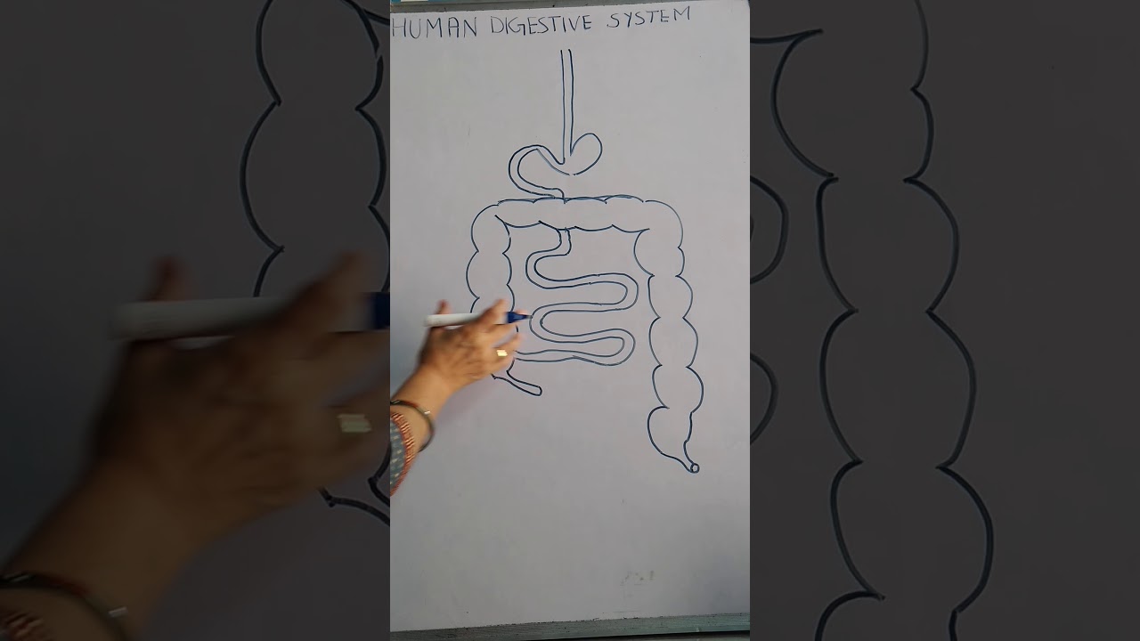 Human digestive system diagram class 10 - YouTube