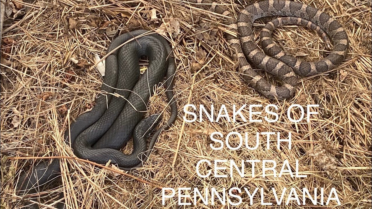 Herping 2023- Snakes of South Central Pennsylvania ( 10 Species found ...
