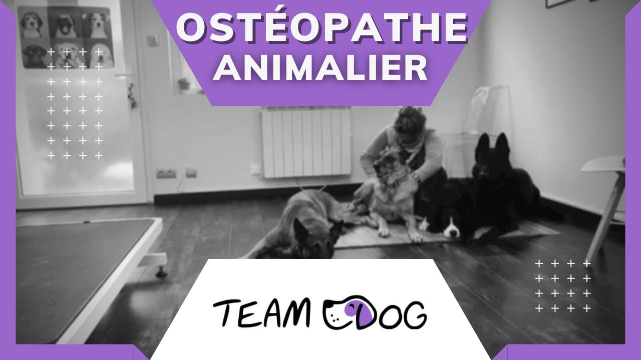 Ostéopathe animalier ! Découvrir un métier. - YouTube