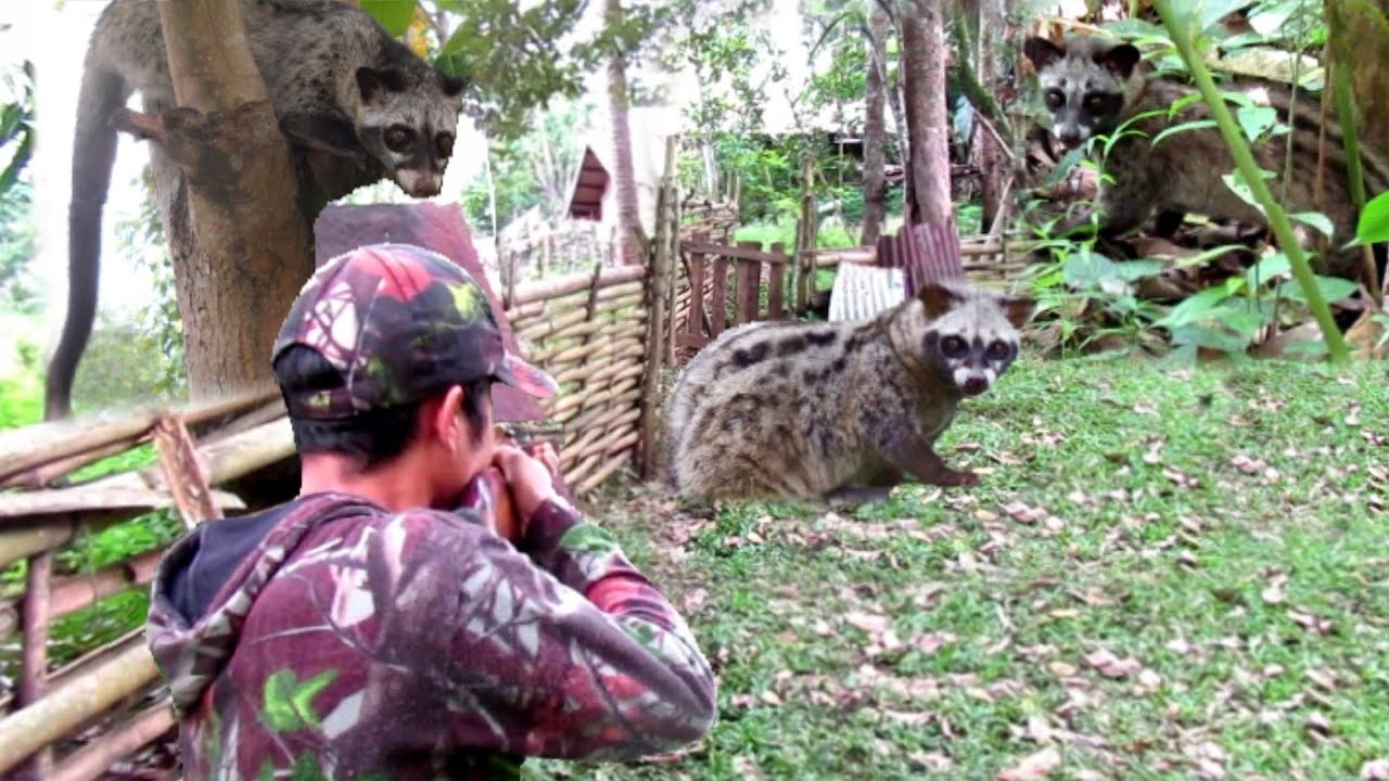 HUNTING MENEGANGKAN TANGKAP MUSANG YANG BERKELIARAN MENGINCAR AYAM ...