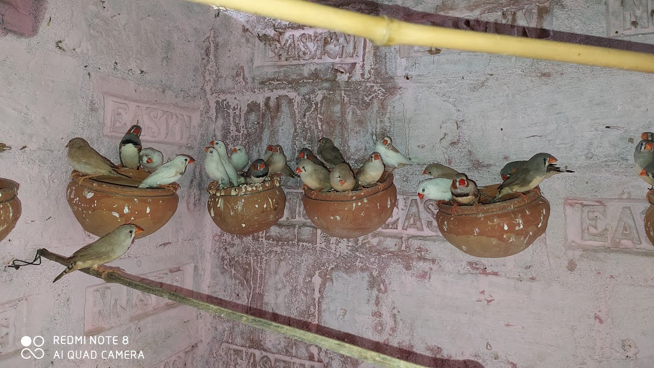 Finch bird colony progress 7/3/20 .20chiks - YouTube