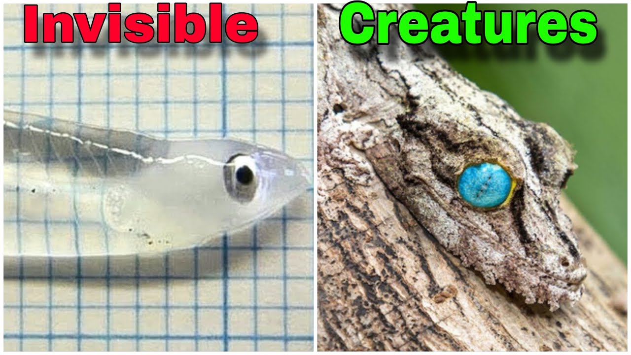 4 Top Most Invisible Animals In The World | KashKa Men - YouTube