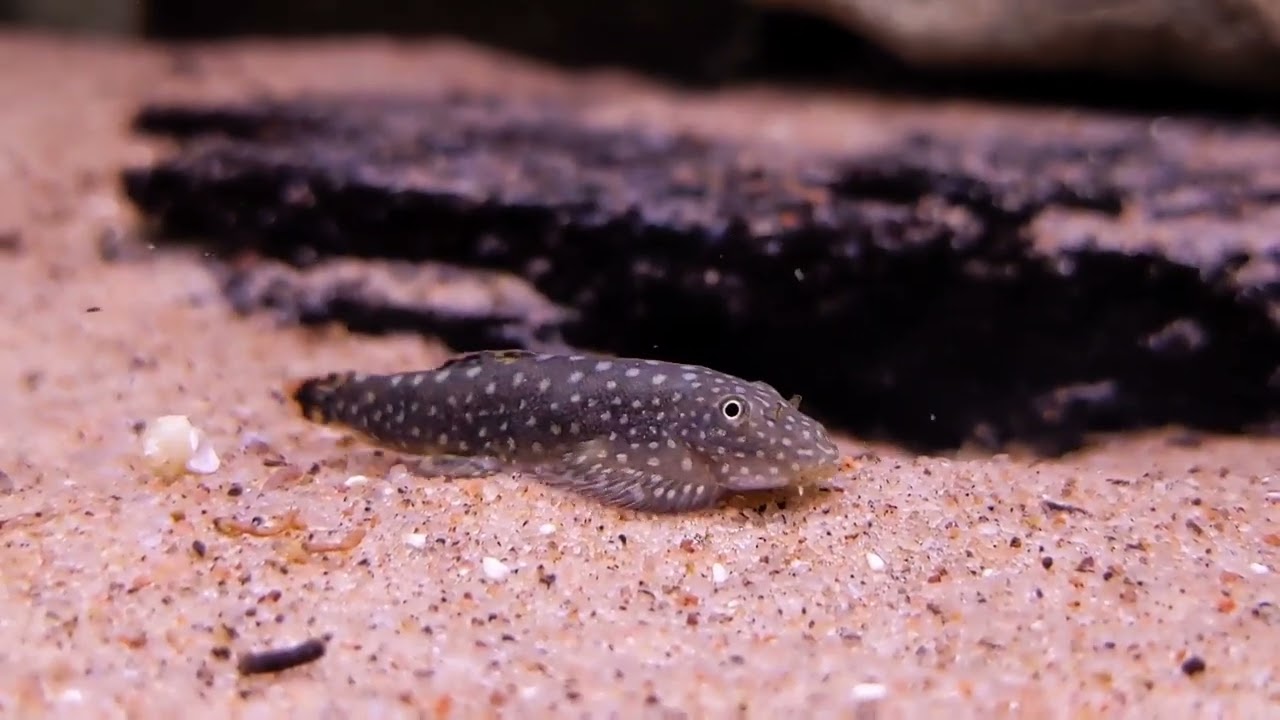 Gastromyzon sp. Borneo - Nols Akvariehobby - YouTube
