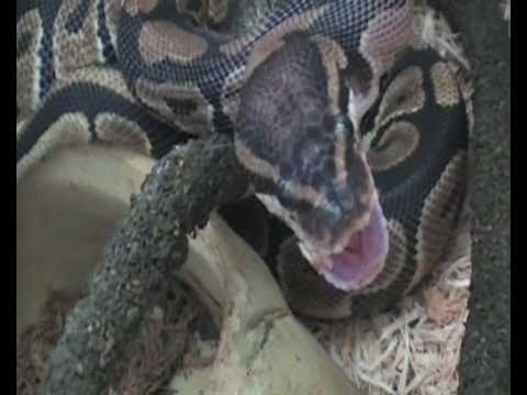 Ball Python Yawn - YouTube