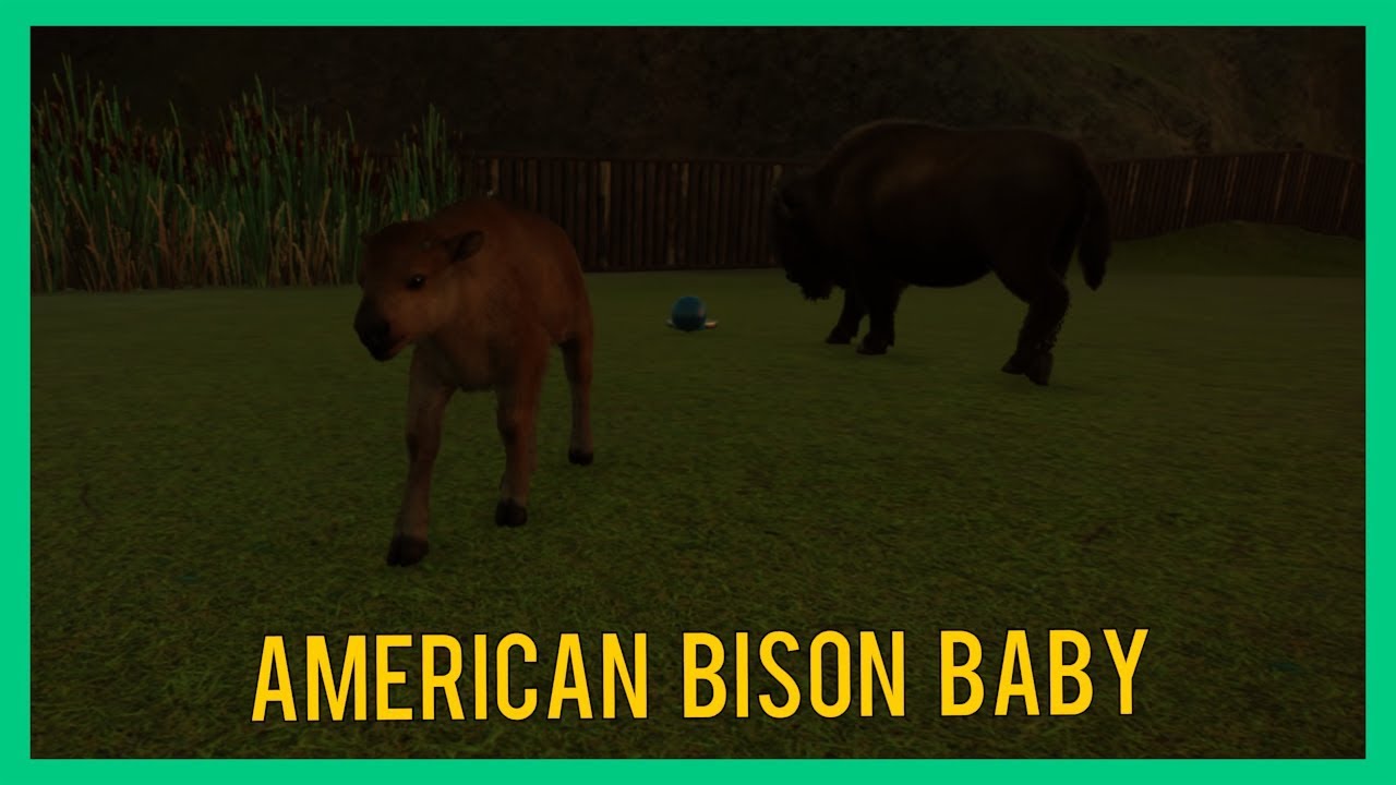 Planet Zoo Career - American Bison Baby - YouTube