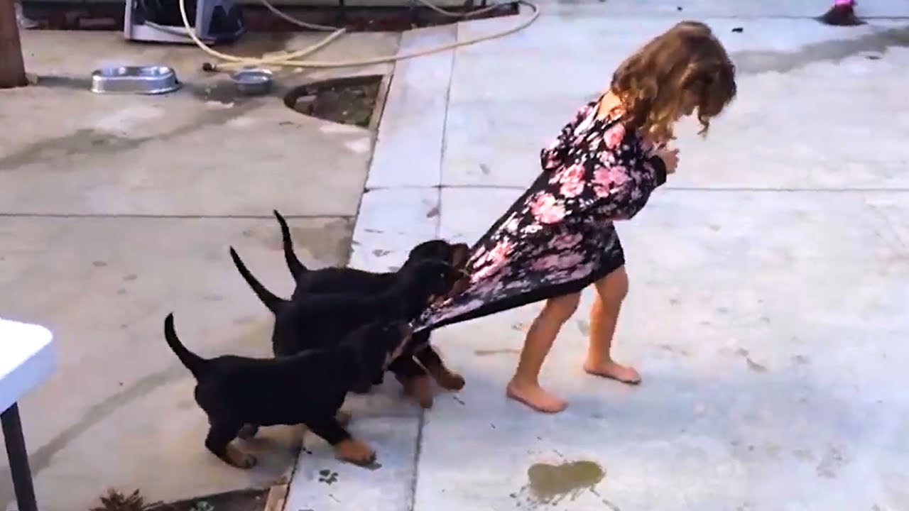 Kids and Dogs - Funkiness Overloaded! - YouTube